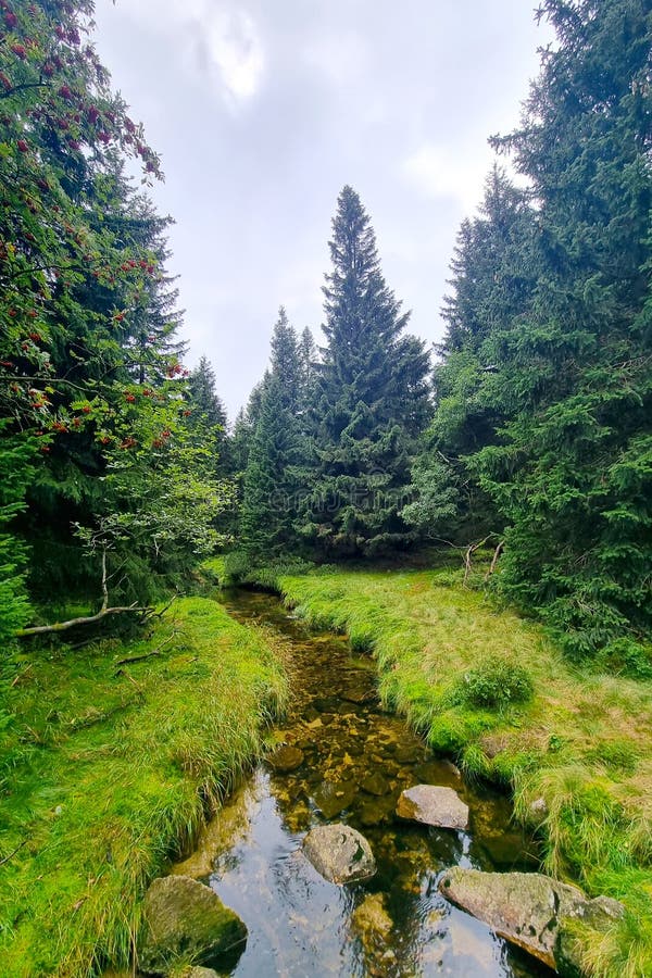 A Small Stream with Clear Water Flows in the Mountains. Stock Photo ...
