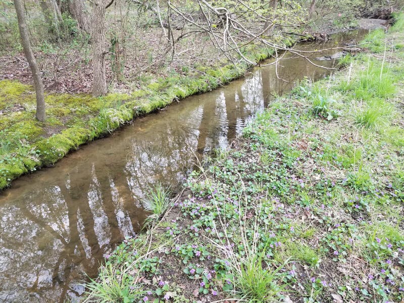 Small Stream or Creek or River and Mud and Grass Stock Image - Image of ...