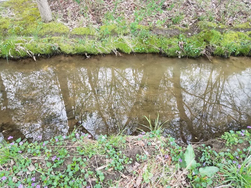 Small Stream or Creek or River and Mud and Grass Stock Image - Image of ...
