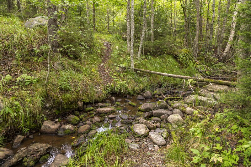 A Small Stream Crosses a Forest Path Stock Image - Image of path ...