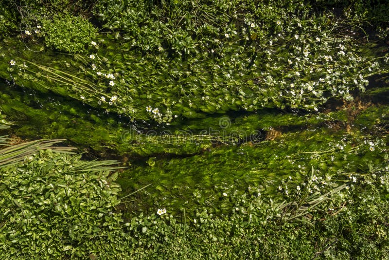 A Small Stream with Crystal Clear Water Completely Covered in ...