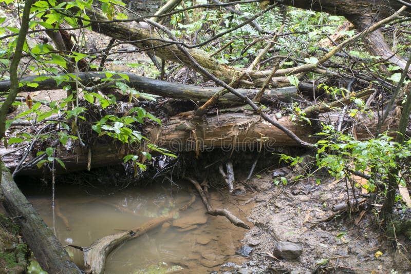 Small Stream and Fallen Trees Stock Photo - Image of cross, forest ...