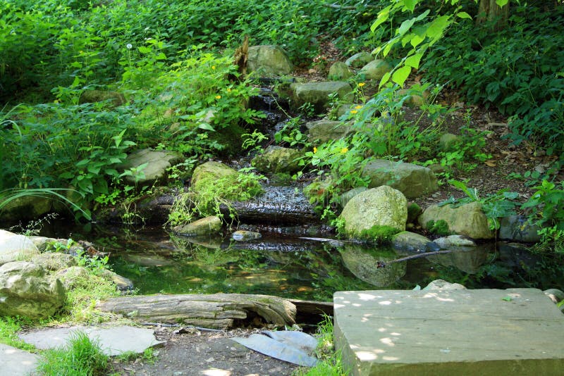 Small Stream with Flowers and Stones Stock Image - Image of stream ...