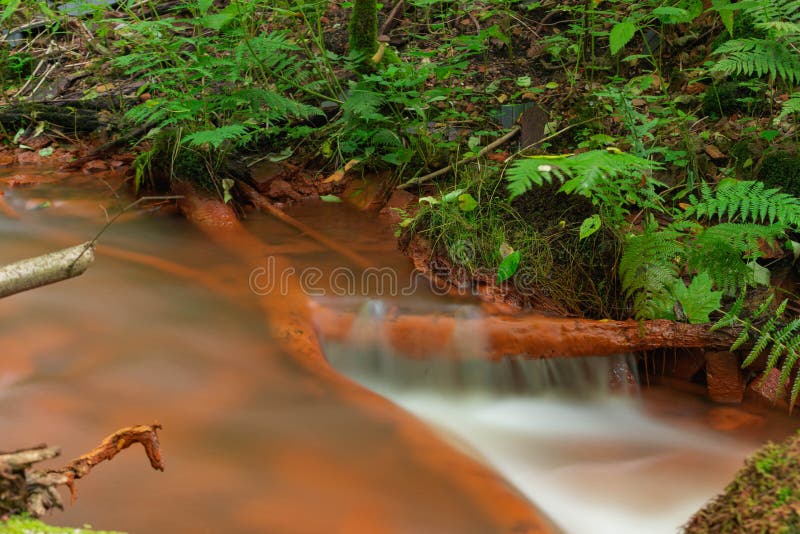 A Small Stream Flowing through a Dense, Deciduous Forest. Stock Photo ...