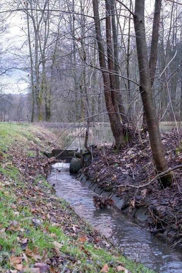 Small Stream Flowing through Early Spring Forest Stock Image - Image of ...
