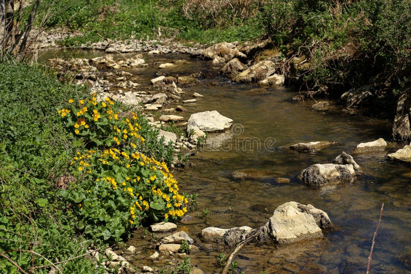 Small Stream Flowing Over Boulders with Green Grass of Stream Bank ...