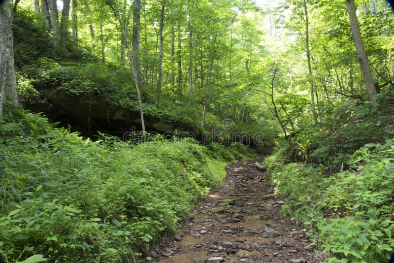 Creek bed in the forest stock image. Image of green - 118453365