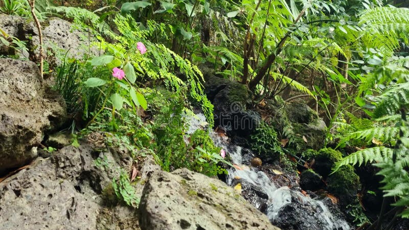 A Small Stream Flows Down the Rocks in the Park. Stock Footage - Video ...