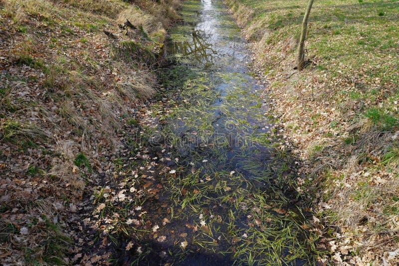 A Small Stream Flows through the Forest Stock Image - Image of soil ...
