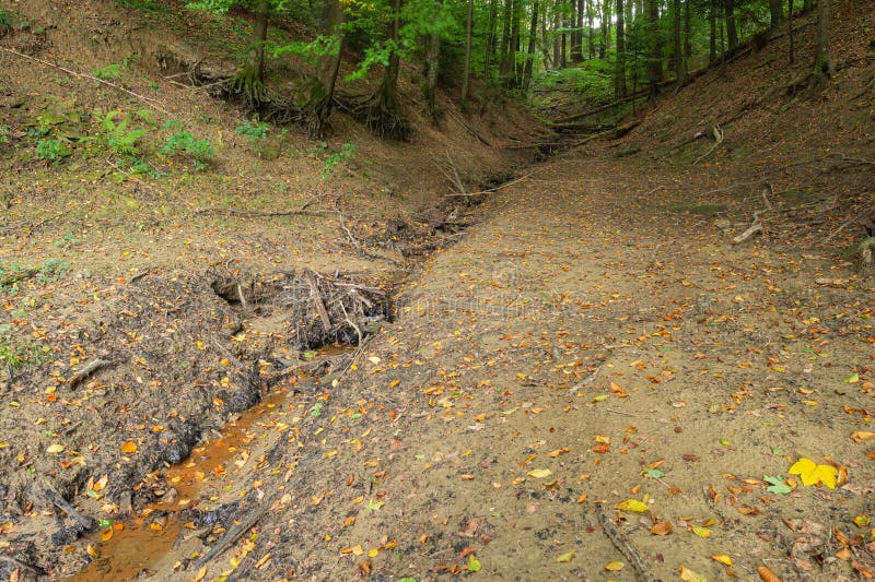 A Small Stream Flows through a Muddy Forest Ground Stock Image - Image ...