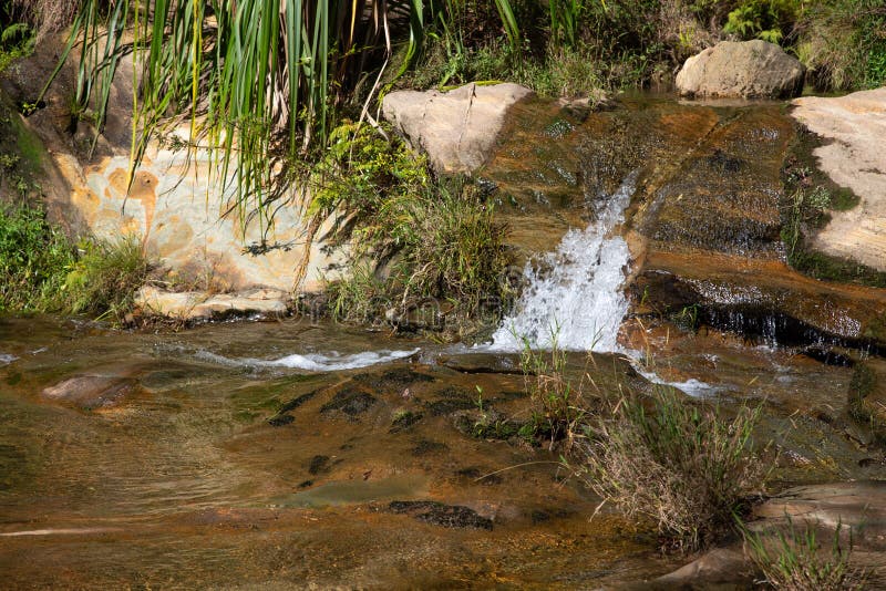A Small Stream Flows Over Rocks between Different Plants Stock Image ...
