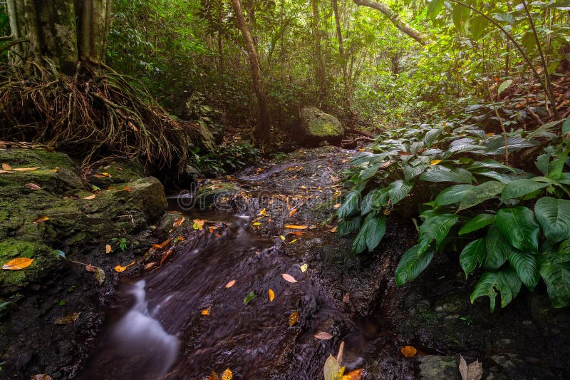 Small Stream Flows in the Rainforest Stock Photo - Image of jungle ...