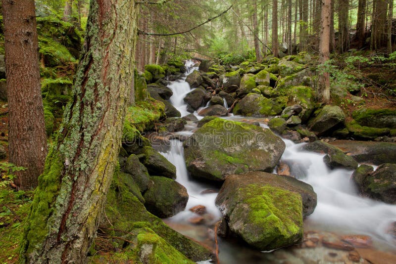 Small Stream Flows in the Undergrowth in the Alps Stock Photo - Image ...