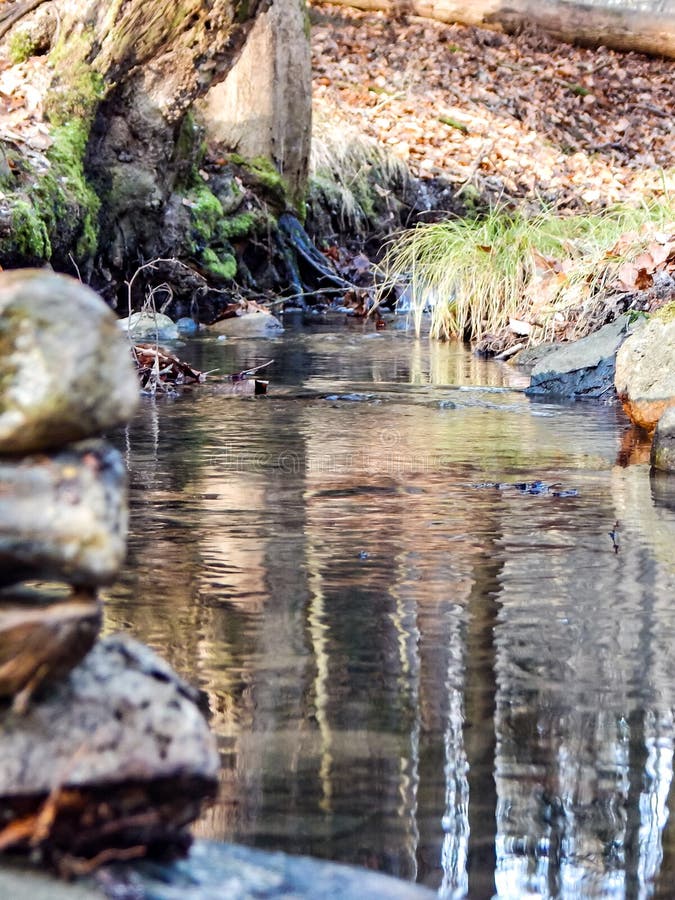Small stream in the forest stock image. Image of nature - 213696965