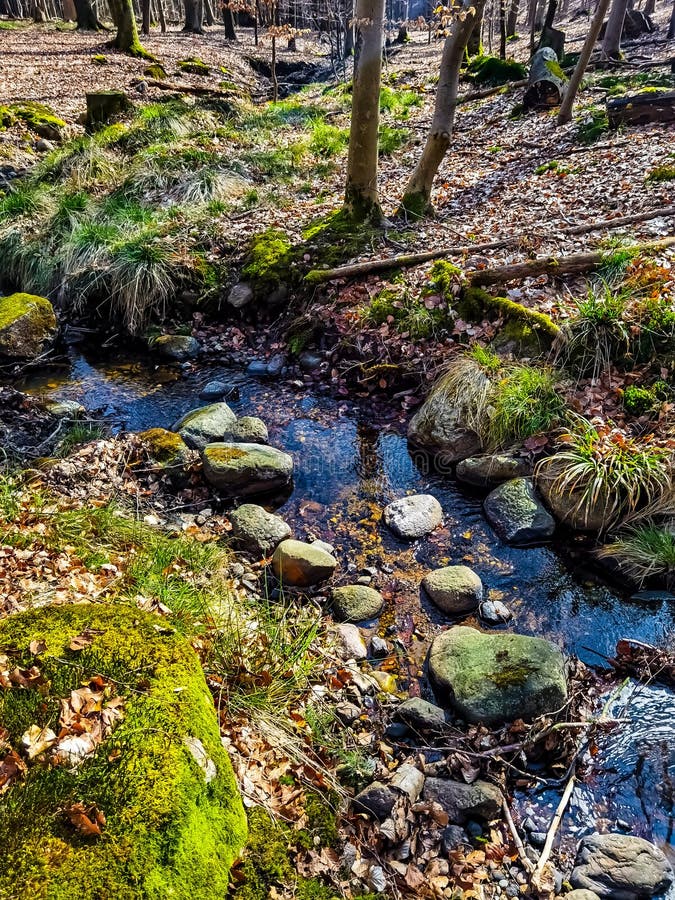 Small stream in the forest stock image. Image of nature - 245573967