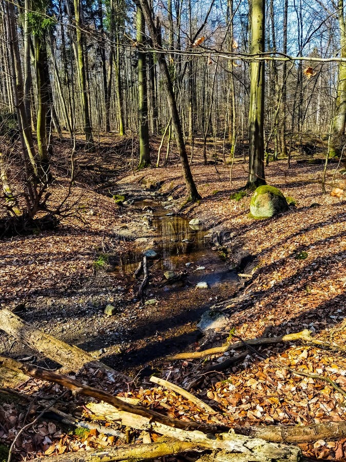 Small stream in the forest stock image. Image of branch - 246032887