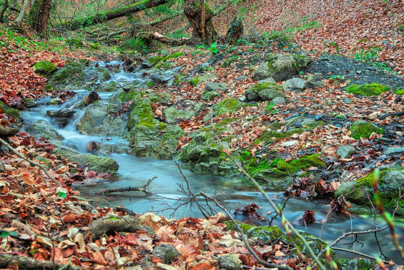 Small Stream in Forest on a Cloudy Morning Stock Image - Image of fall ...