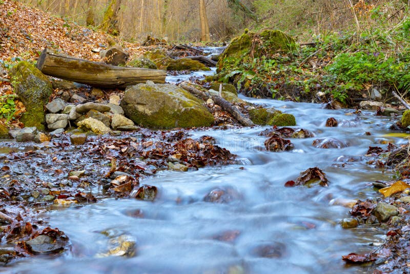 Small Stream in Forest on a Cloudy Morning Stock Image - Image of ...