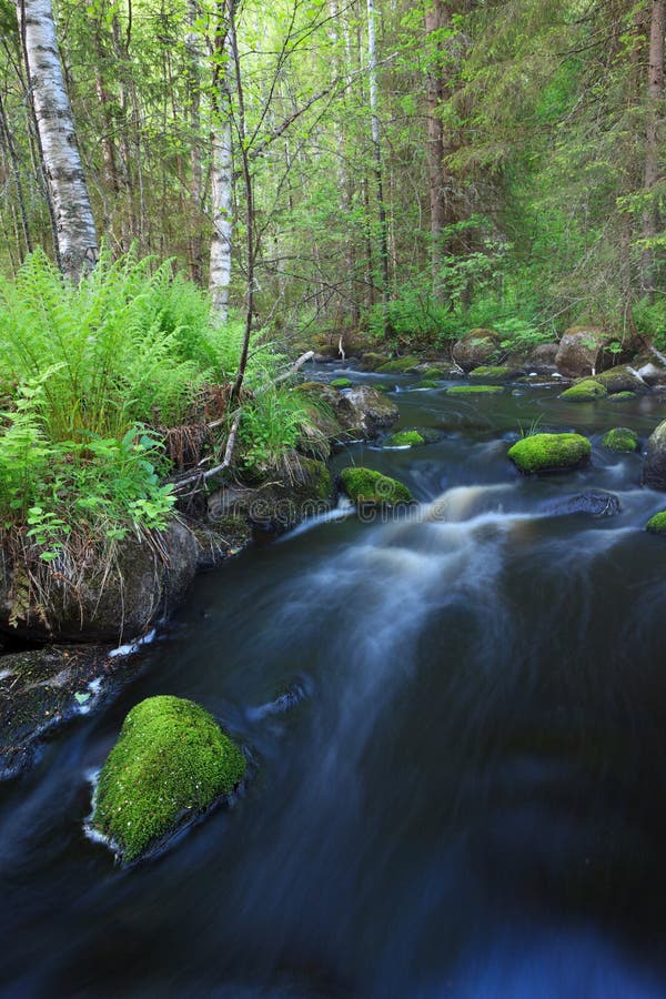 Small Stream in Mixed Forest Stock Photo - Image of detail, flowing ...