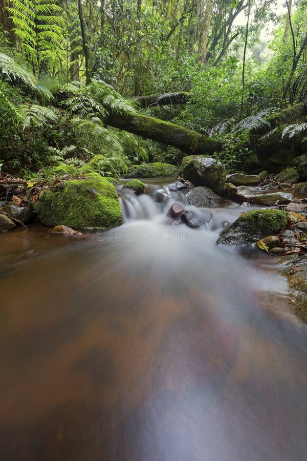 Small Stream in Forest Flowing through Moss Covered Tree Stumps and ...