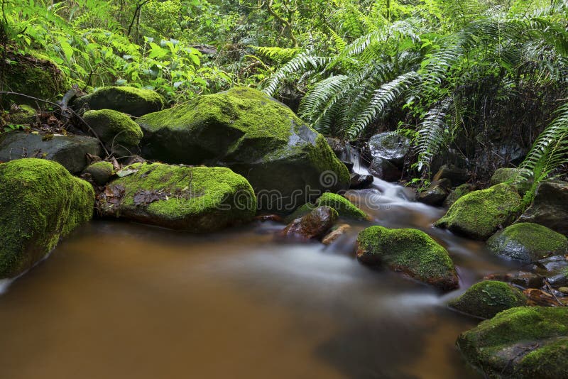Small Stream in Forest Flowing through Moss and Fern Covered Rocks ...