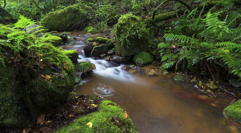 Small Stream in Forest Flowing through Moss and Fern Covered Rocks ...