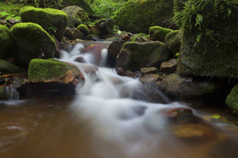 Small Stream in Forest Flowing through Moss and Fern Covered Rocks ...