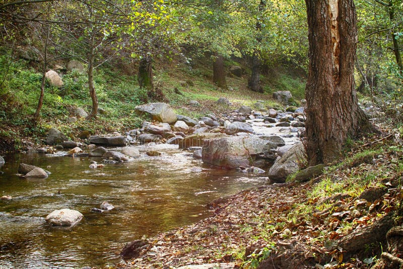 A Small Stream in the Forest Stock Image - Image of landscapes, bush ...