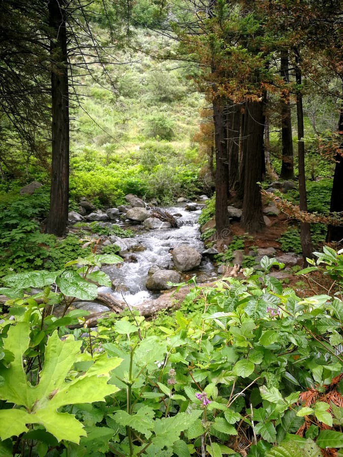 Small stream in a forest stock image. Image of flora - 177722277