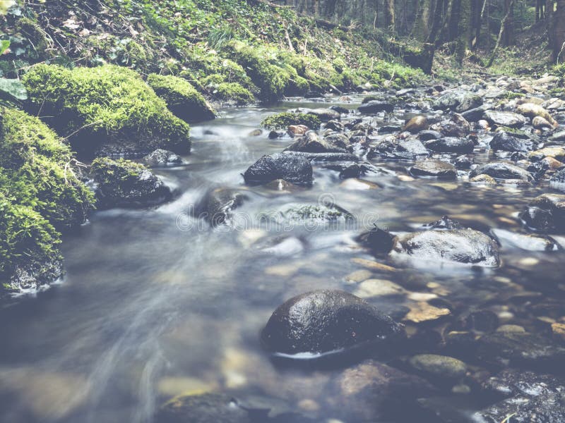 Small stream in forest stock photo. Image of nature - 224321284