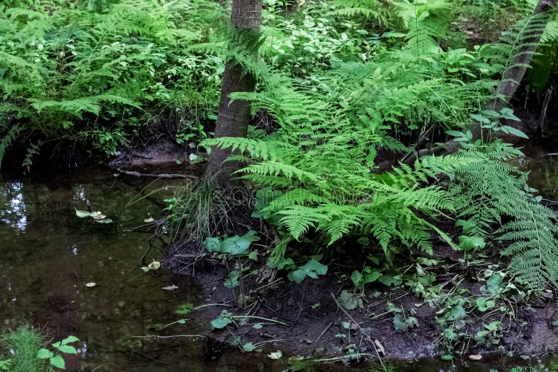 A Small Stream in the Forest and Thickets on the Banks Stock Image ...