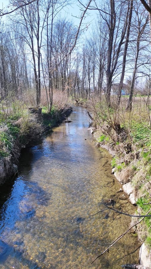 Small Stream of Fresh Water Stock Photo - Image of fresh, trees: 276723784