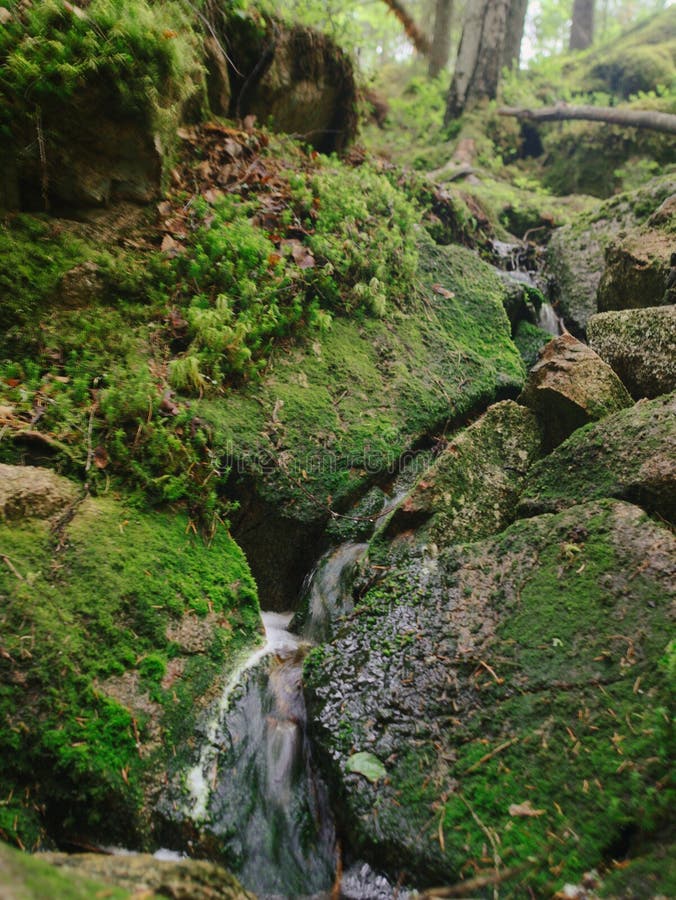 Small Stream in Greem Forest in Summer, Moss Growing on Rocks Stock ...