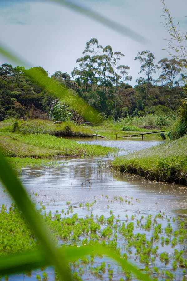 Small Stream with Green Agriculture and Grass Stock Image - Image of ...