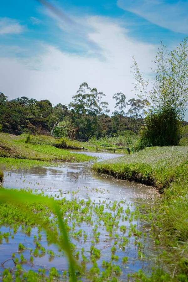 Small Stream with Green Agriculture and Grass Stock Photo - Image of ...