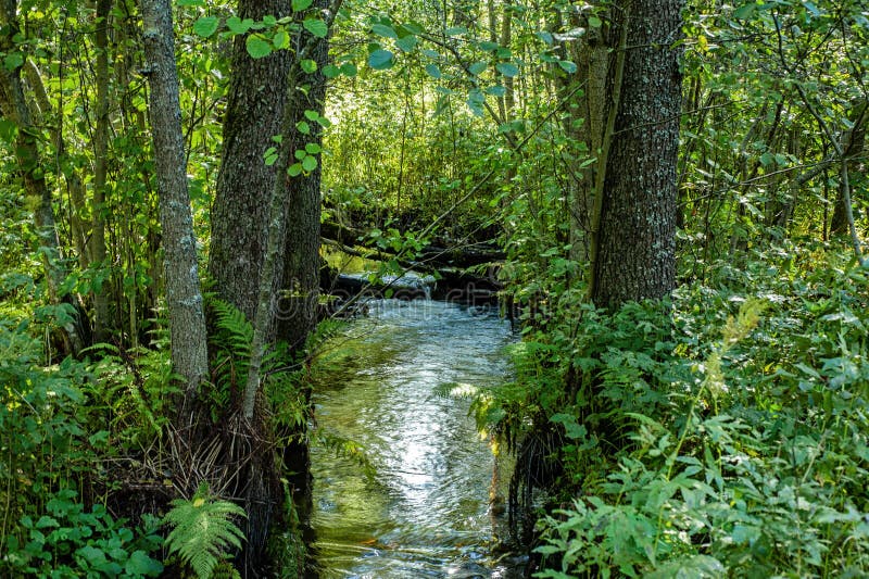 Small Stream in Green Forest Stock Image - Image of wild, flow: 230105547