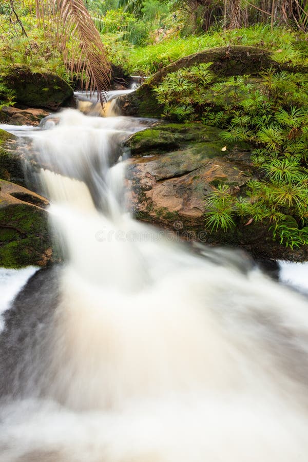 Small stream in jungle stock image. Image of clean, fresh - 52143177