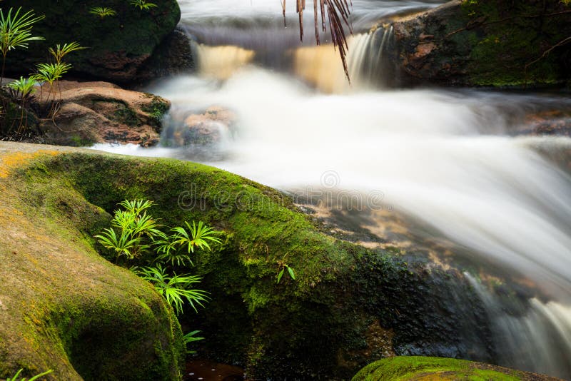 Small stream in jungle stock photo. Image of creek, peaceful - 60338876