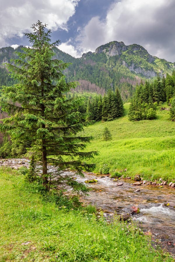Small Stream in Koscieliska Valley, Tatra Mountains Stock Photo - Image ...