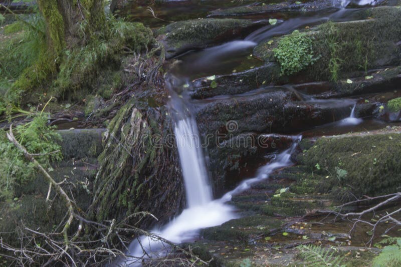 Little Water Stream in the Jungle Stock Photo - Image of emerald ...