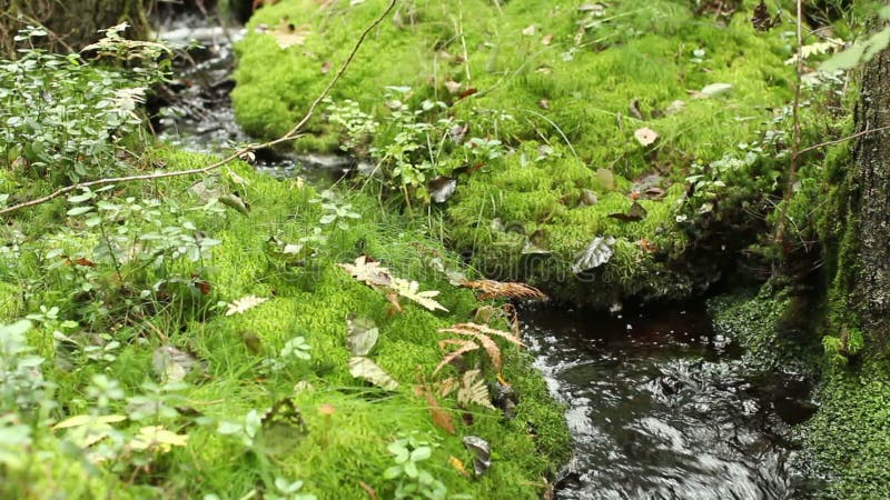 Small Stream in Lush Green Forest Stock Footage - Video of small ...