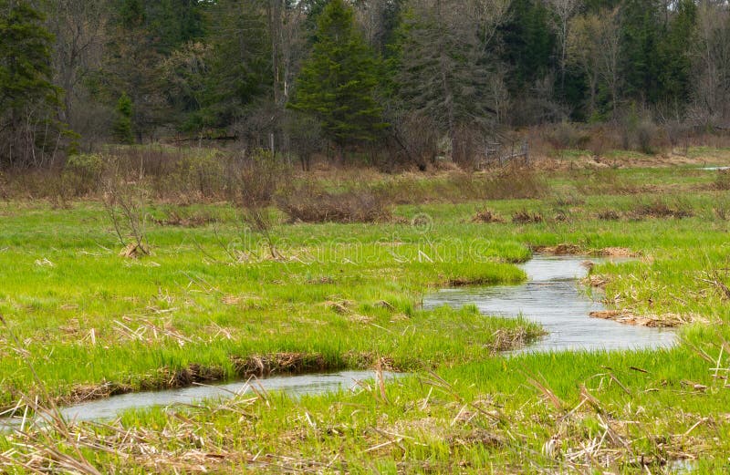 Stream Winding Through Meadow Stock Image - Image of grass, natural ...