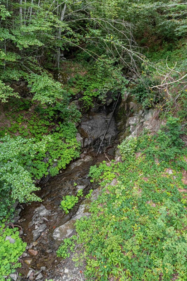 Small Stream in the Middle of the Woods Stock Photo - Image of source ...