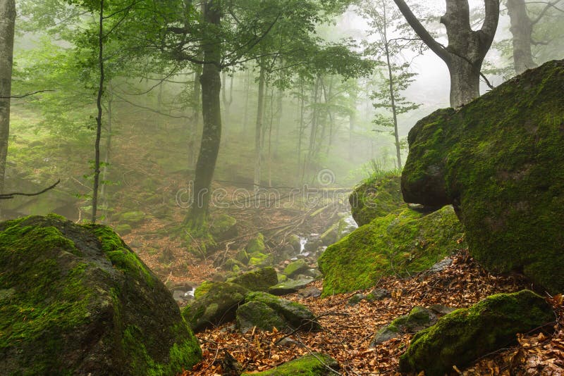 Small Stream in the Misty Spring Forest Stock Image - Image of moss ...