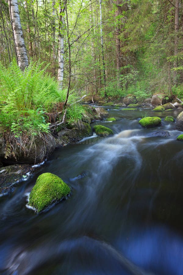 Small Stream in Mixed Forest Stock Photo - Image of long, flow: 97064558