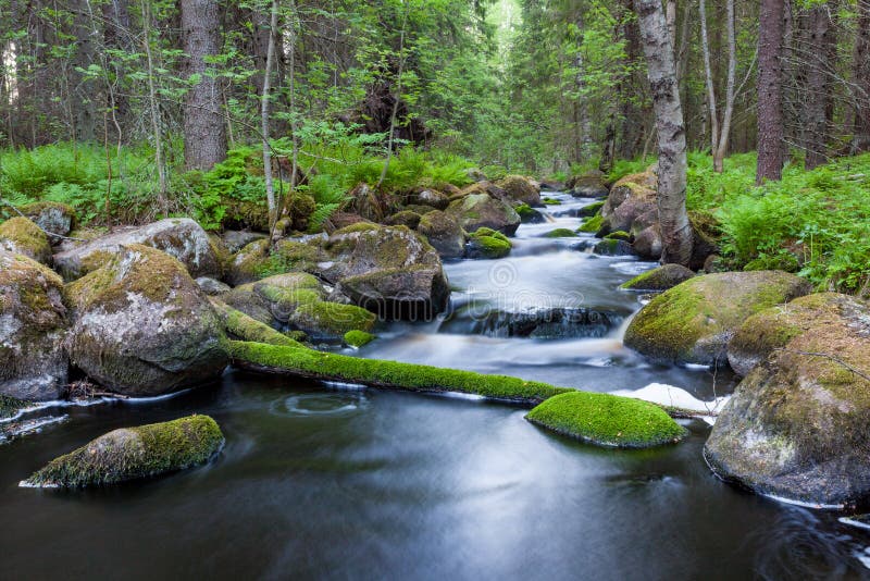 Small Stream in Mixed Forest Stock Image - Image of long, natural: 98609565