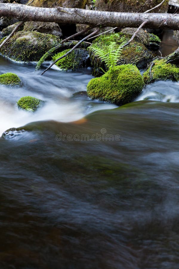 Small Stream in Mixed Forest Stock Photo - Image of detail, flowing ...