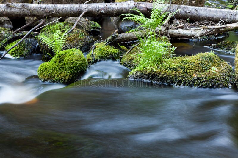 Small Stream in Mixed Forest Stock Photo - Image of shallow, moss: 98610704