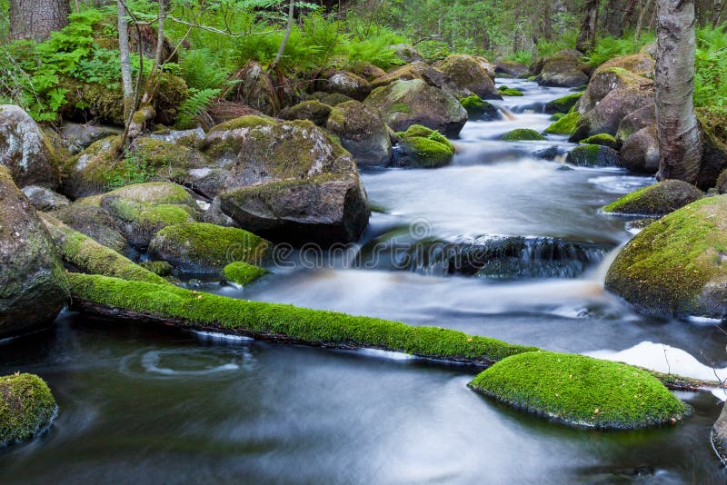 Small Stream in Mixed Forest Stock Photo - Image of finland, flow: 98703192