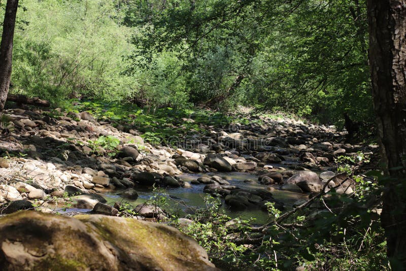 Stream in the forest stock image. Image of small, creek - 264432093